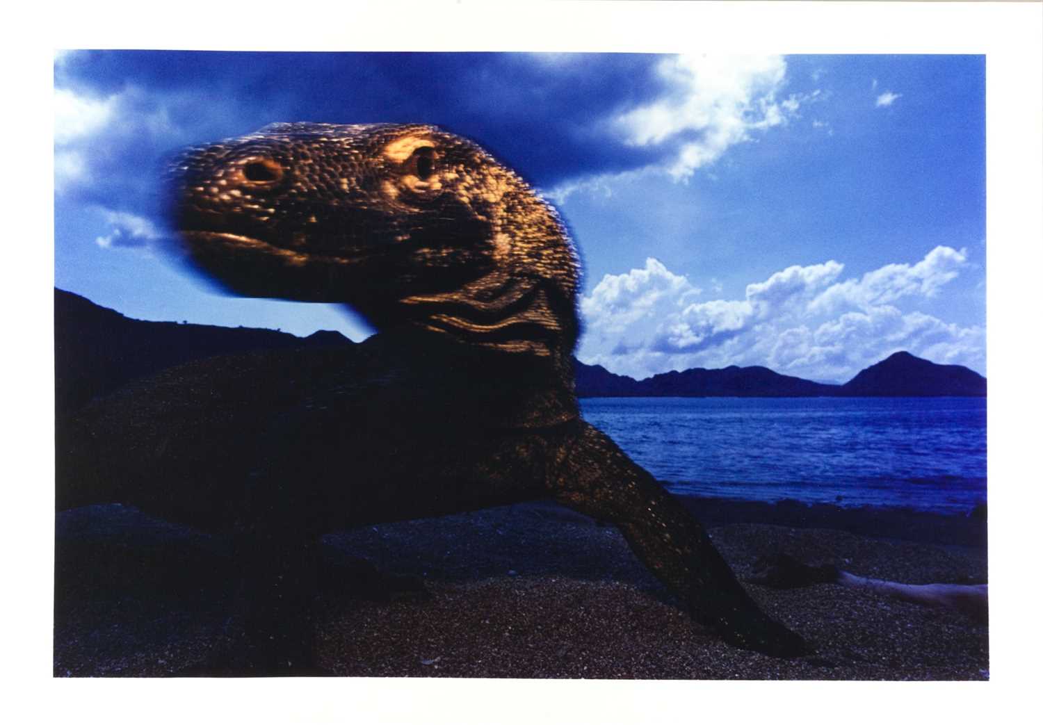 Lot 211 - MICHAEL NICHOLS (*1960)